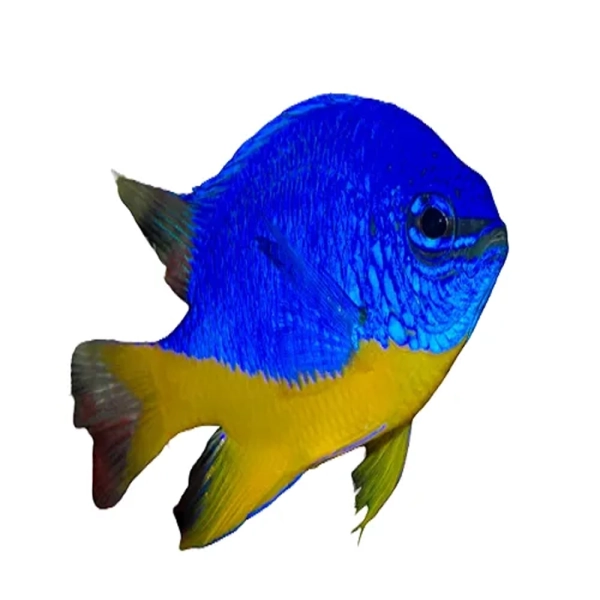 Blue Velvet Damselfish